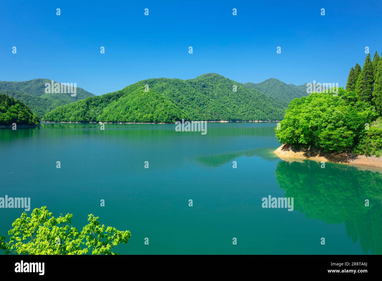 Lake Kuzuryu in fresh green Stock Photo - Alamy