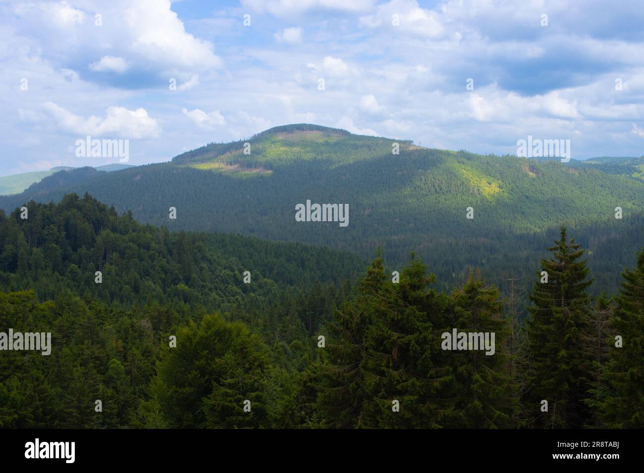 Pine and fir tree forest in Apuseni Mountains, Padis, Bihor County ...