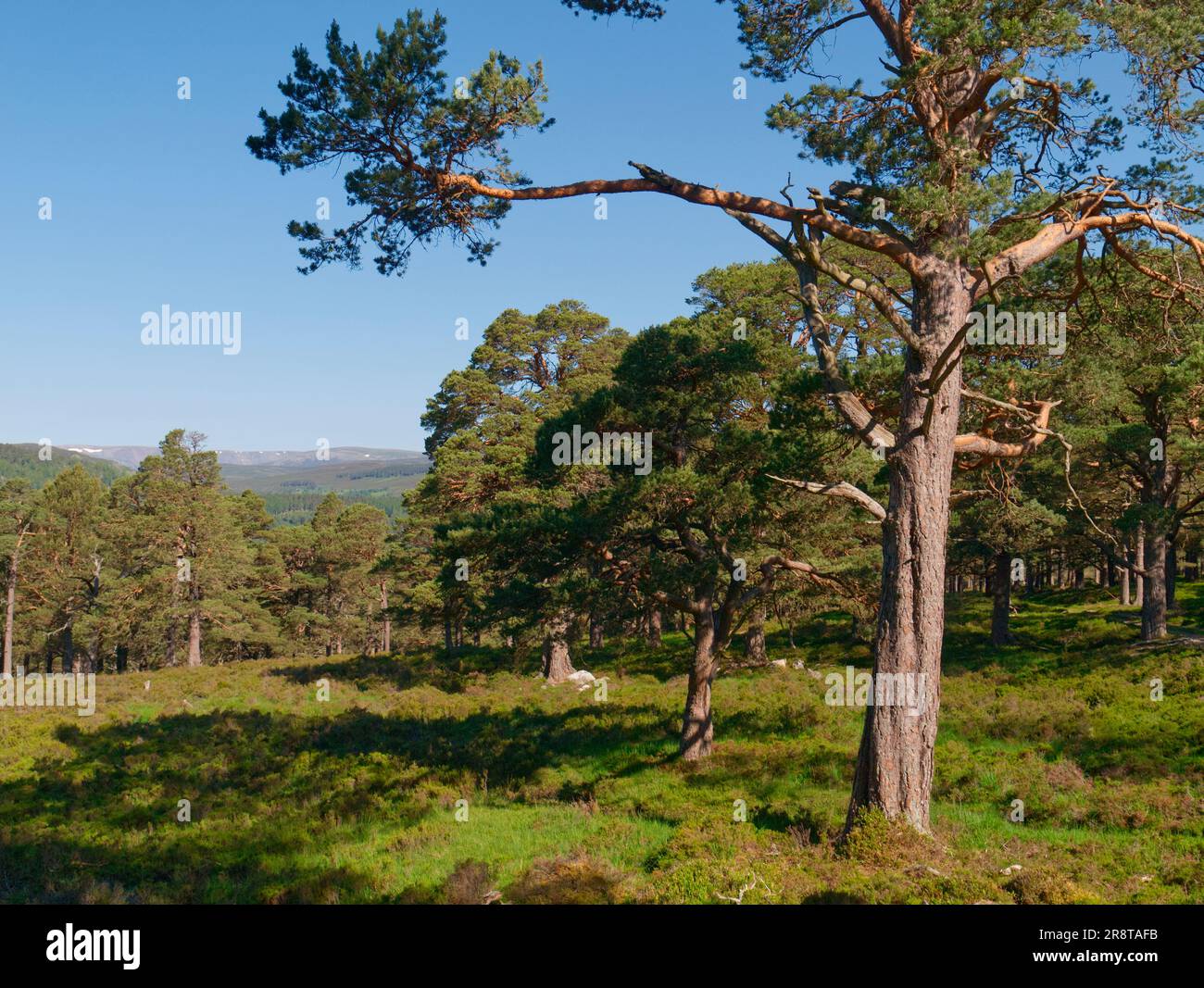 Caledonian pine forest hi-res stock photography and images - Alamy