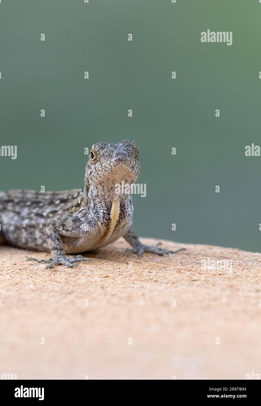 closeup of a scrub lizard on a wood railing with a pretty green blurred ...