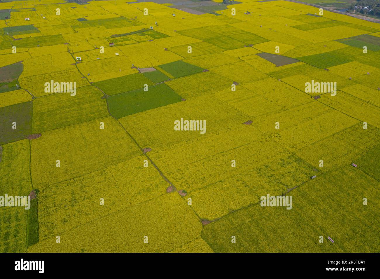 Mustard field photography hi-res stock photography and images - Alamy
