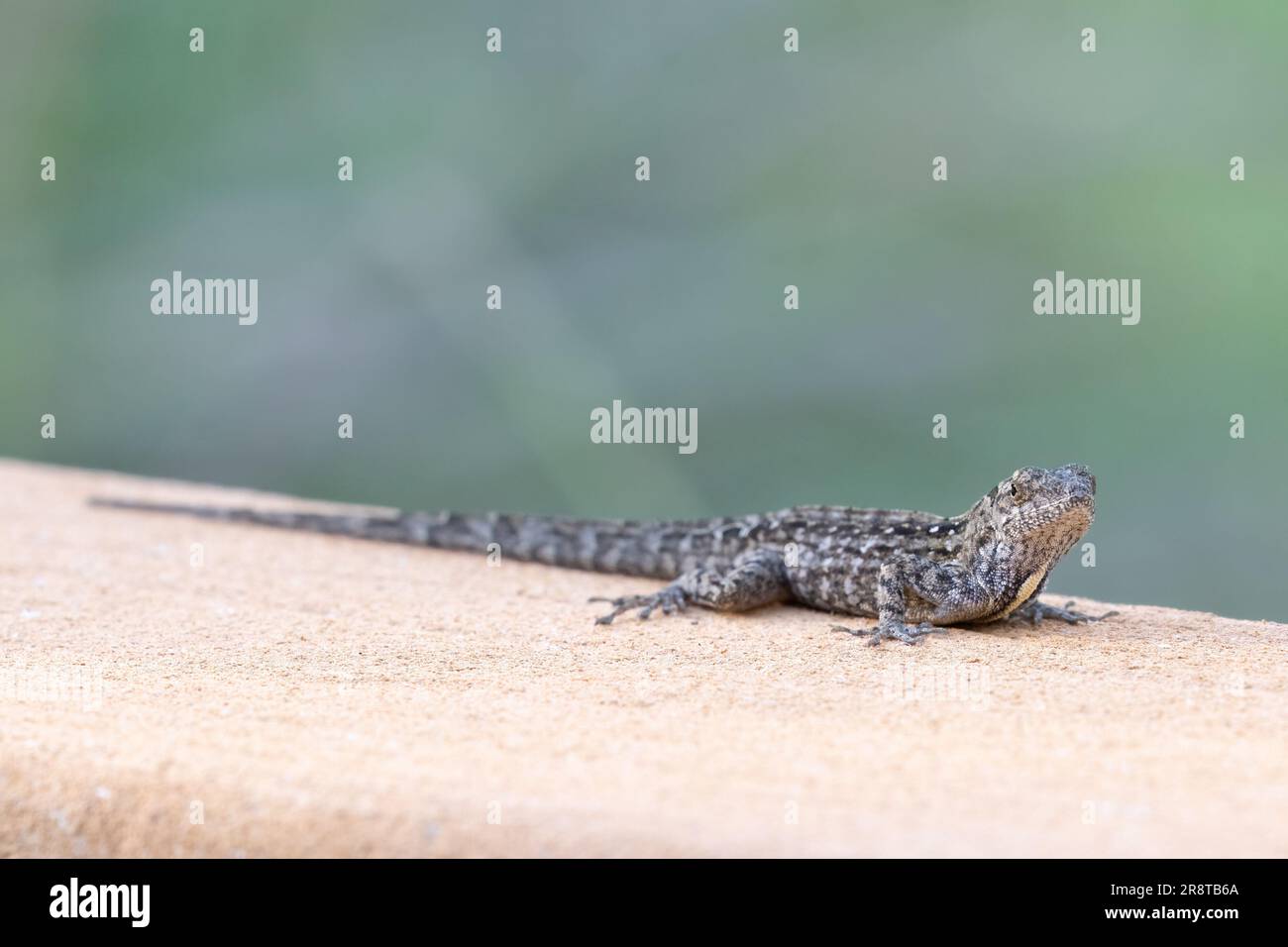 closeup of a scrub lizard on a wood railing with a pretty green blurred ...