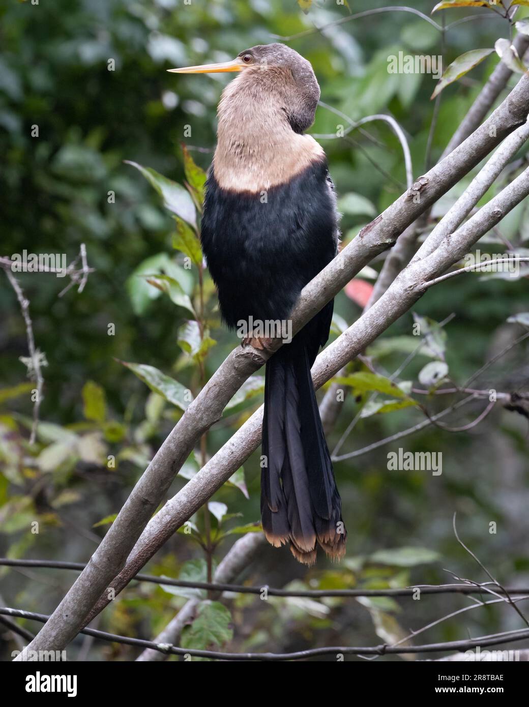 Webbed neck hi-res stock photography and images - Alamy