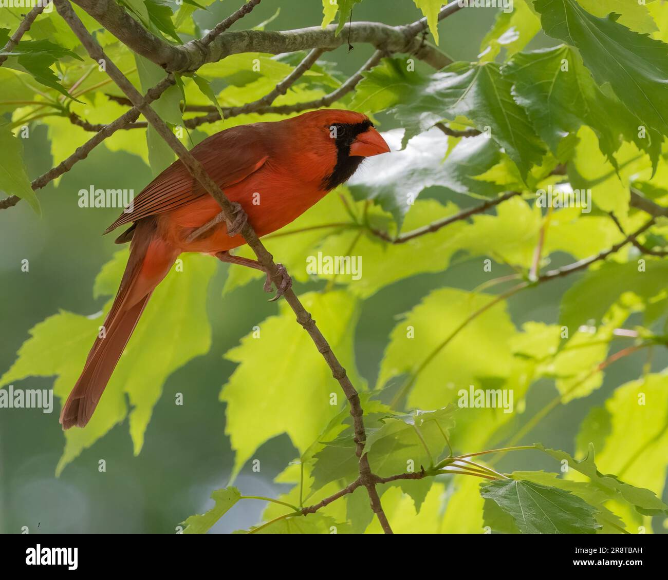 bright red male cardinal perched on a thin tree branch about to fly off ...