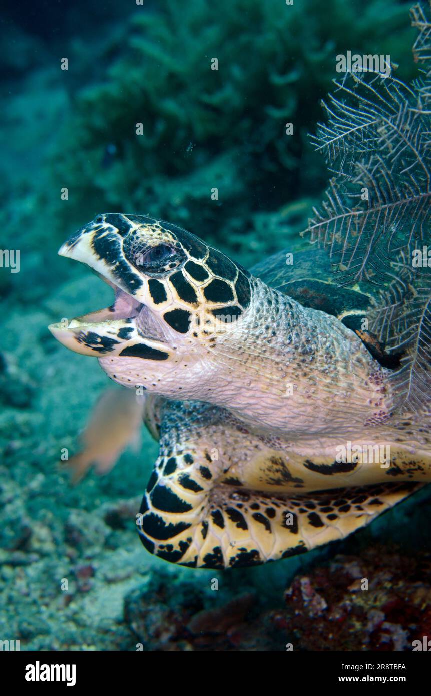 Hawksbill Turtle, Eretmochelys imbricata, classified as Critically ...