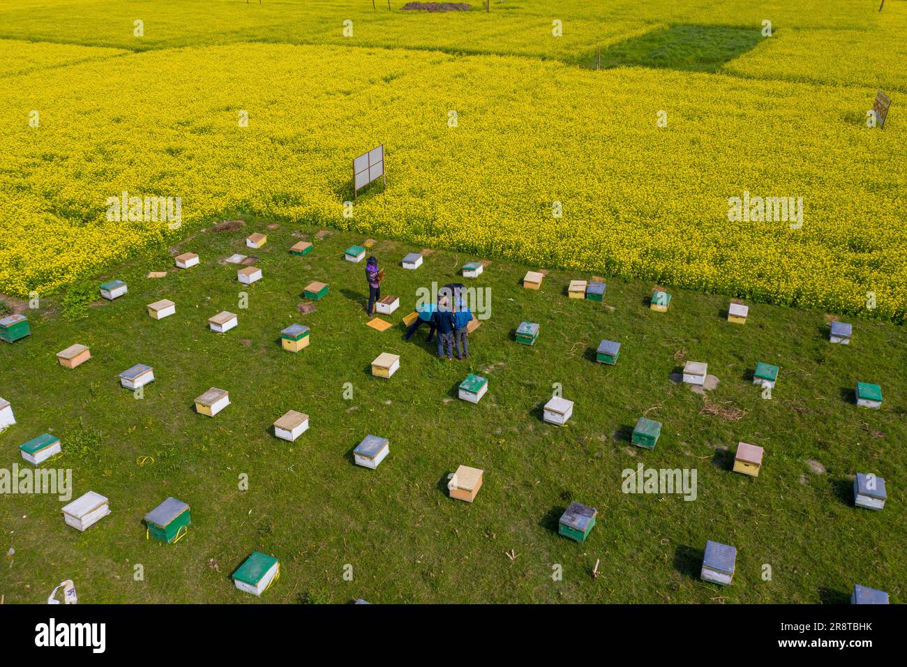 An aerial view of a honey bee farm on a mustard field at at Sirajdikhan ...