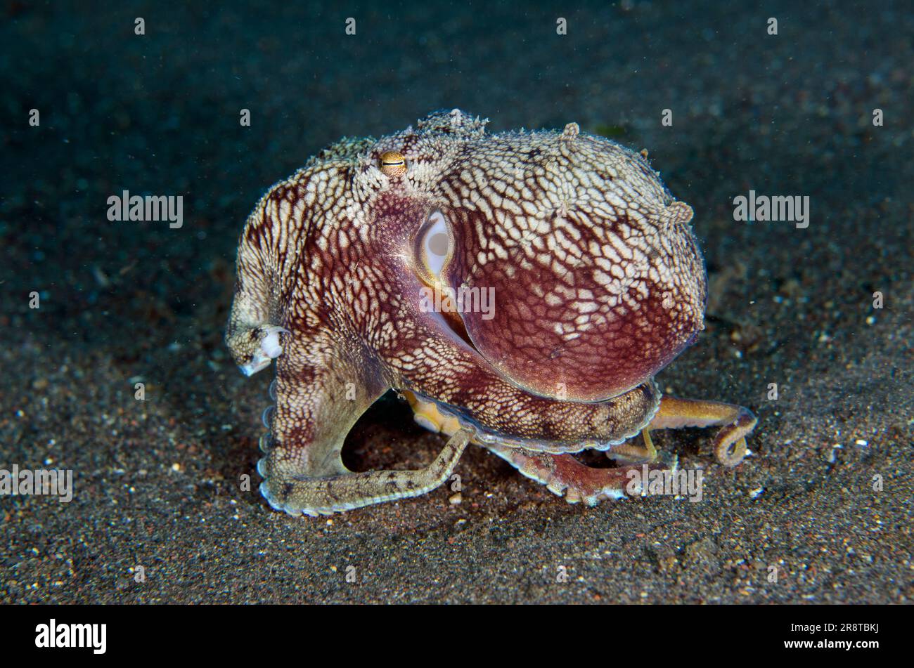 Veined Octopus, Amphioctopus marginatus, Ghost Bay dive site, Amed ...