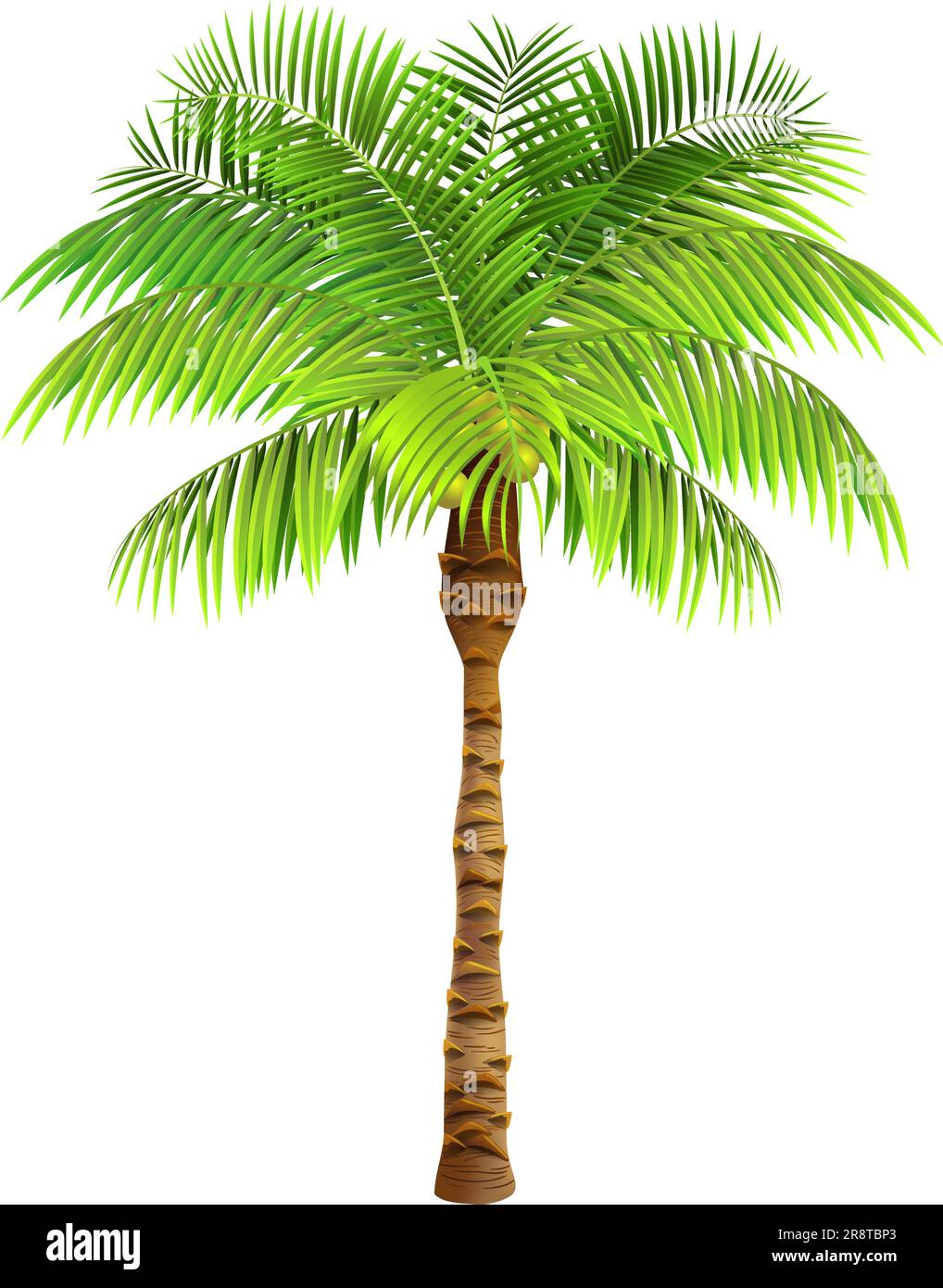 Coconut palm tree Stock Vector Image & Art - Alamy