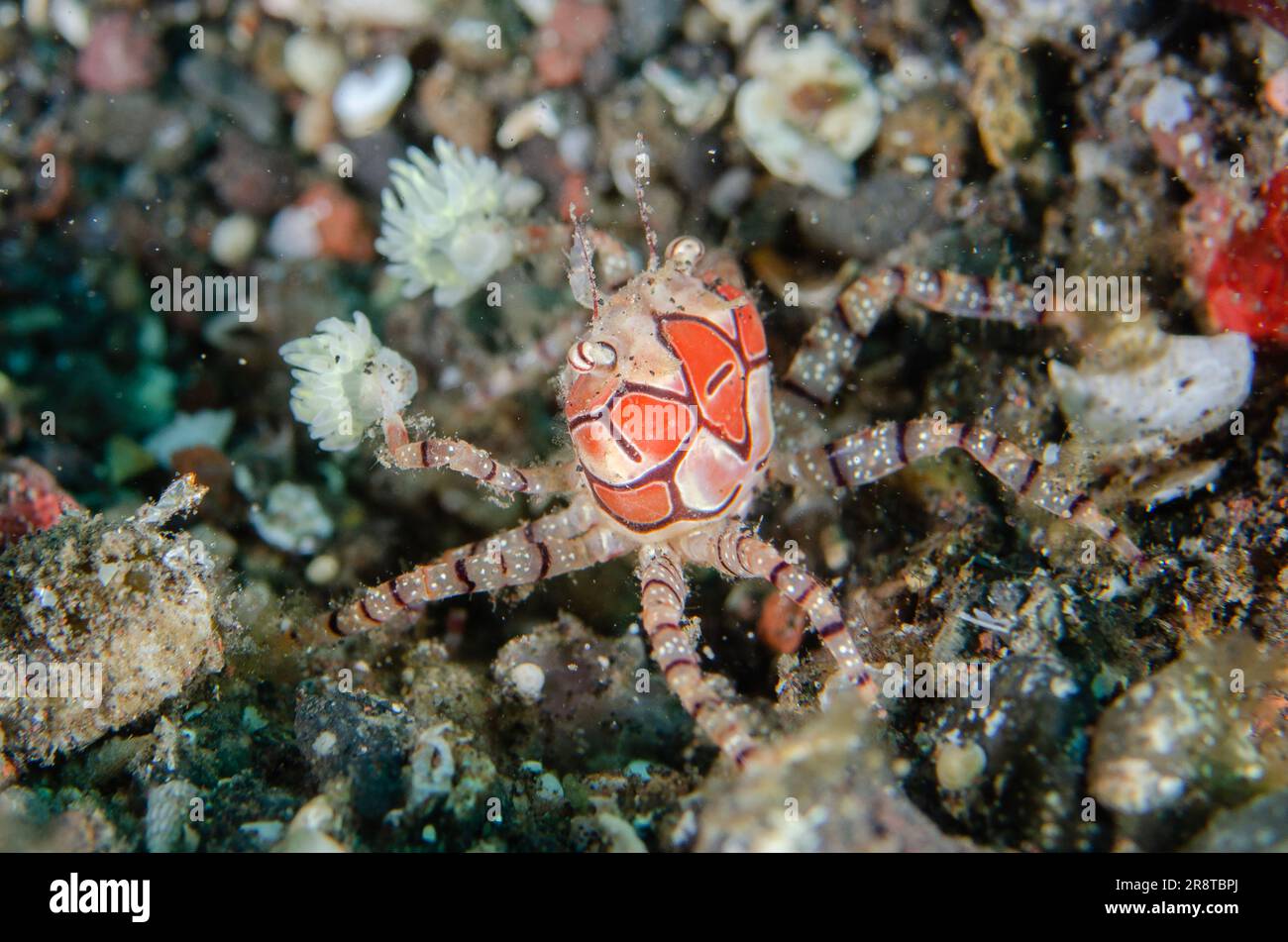 Pom-pom Crab, Lybia tesselata, with eggs holding Anemones, Triactis ...