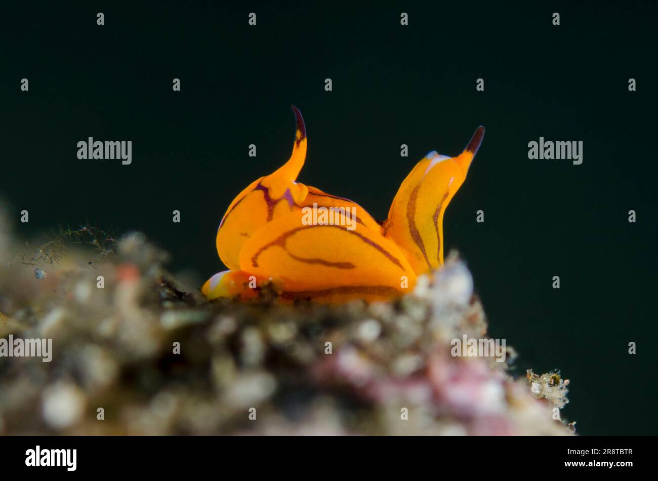 Bat-wing Slug, Siphopteron tigrinum, Sedam dive site, Tulamben ...