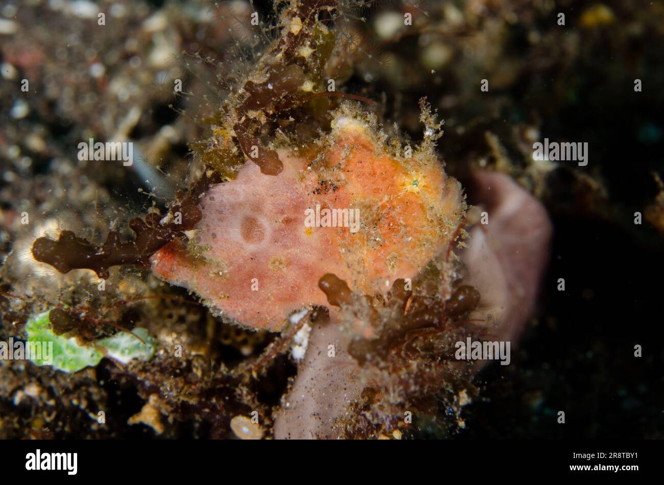 Spotfin Frogfish, Antennarius nummifer, Sedam dive site, Tulamben ...