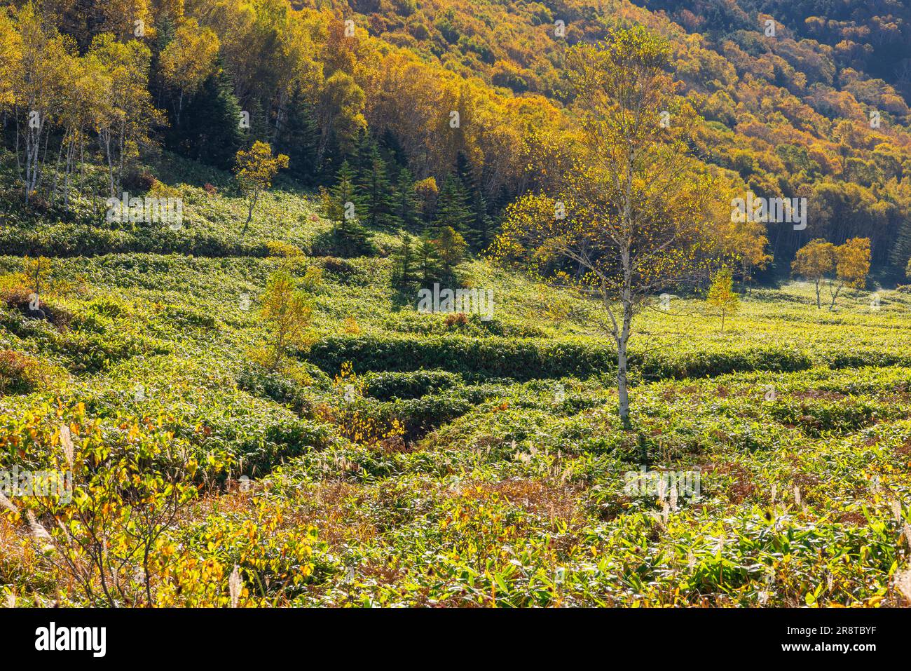 Shiga Kogen Plateau in autumn Stock Photo - Alamy