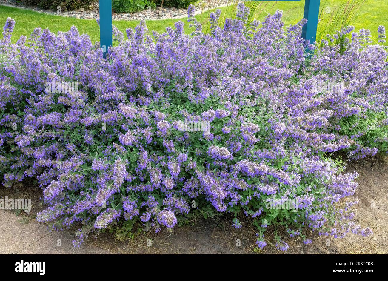 Purple flowering nepeta, also known as catmint blooming on a summer ...