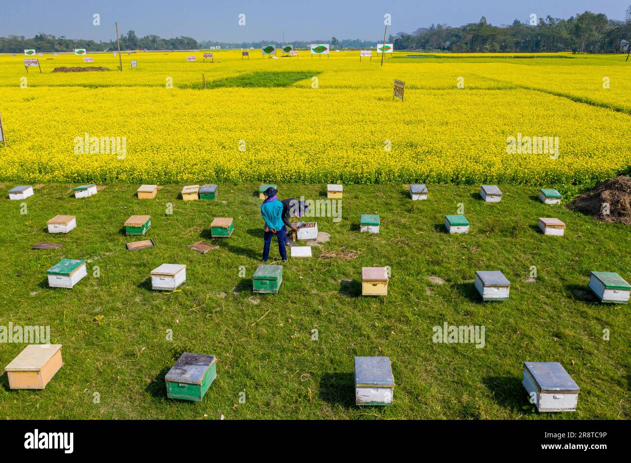 Bee farming at mustard fields at Sirajdikhan in Munshiganj, Bangladesh Stock Photo - Alamy