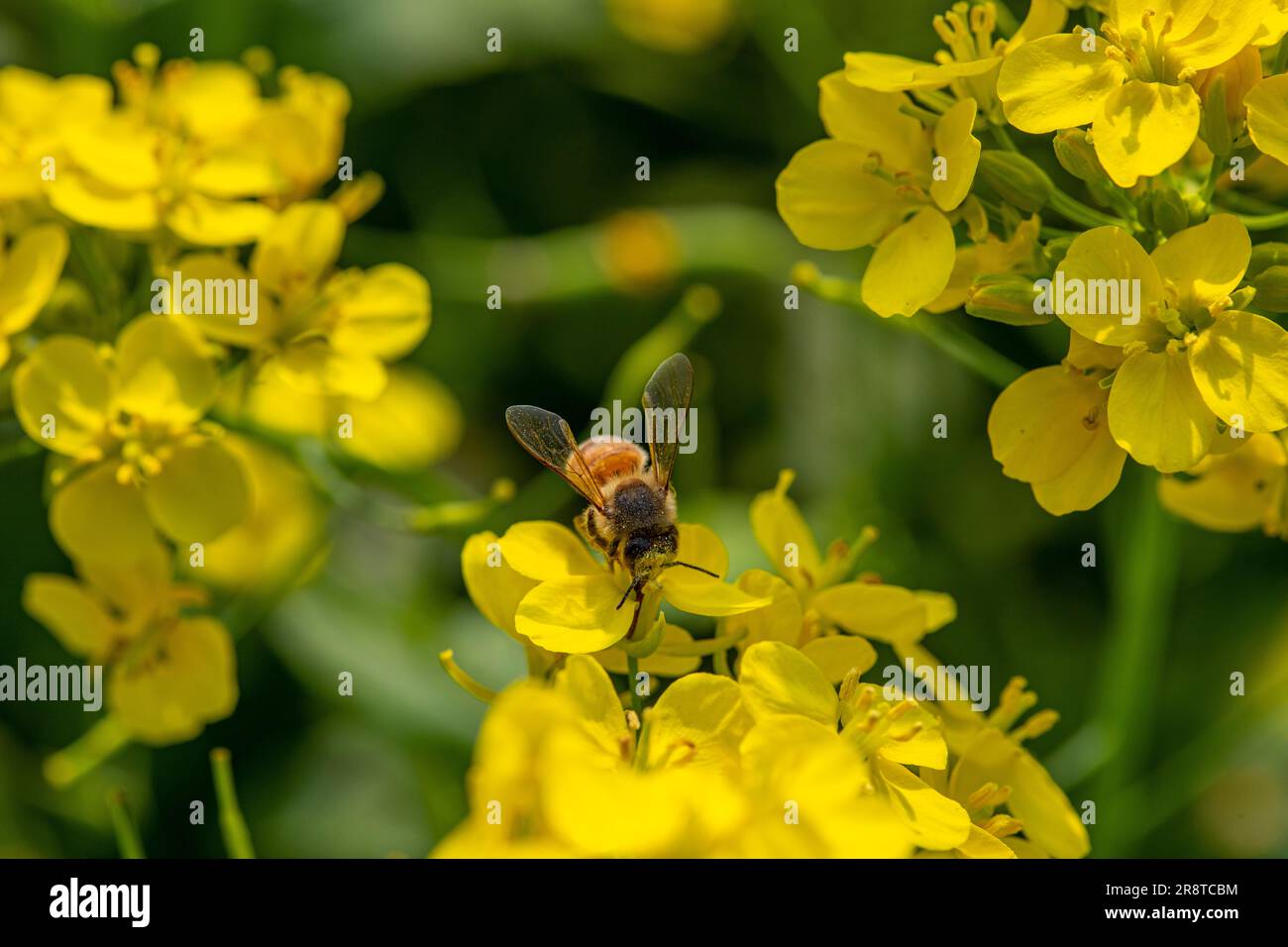 A bee collecting honey from mustard flower at Sirajdikhan in Munshiganj ...