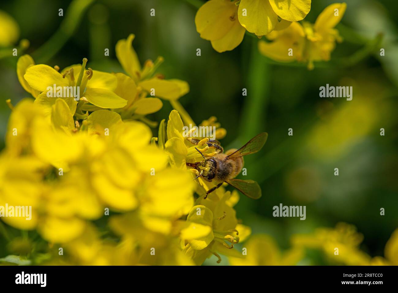 A bee collecting honey from mustard flower at Sirajdikhan in Munshiganj ...
