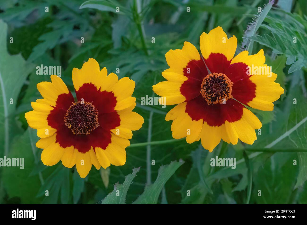 Calliopsis wildflower hi-res stock photography and images - Alamy
