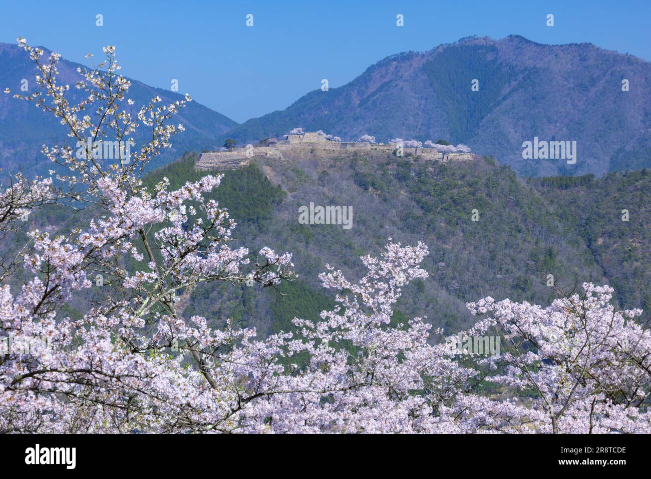 Cherry blossoms and the ruins of Takeda Castle Stock Photo - Alamy