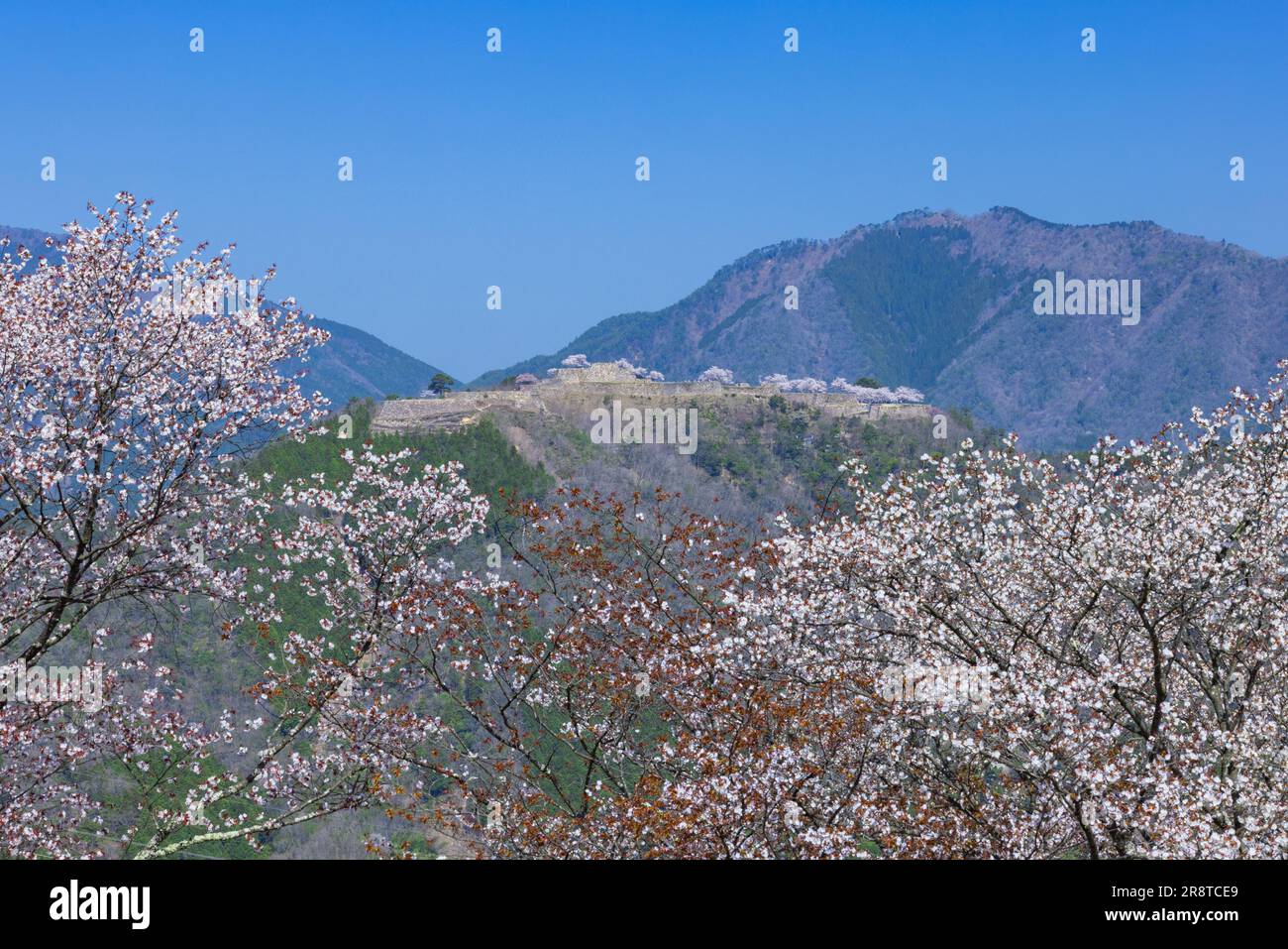 Cherry blossoms and the ruins of Takeda Castle Stock Photo - Alamy