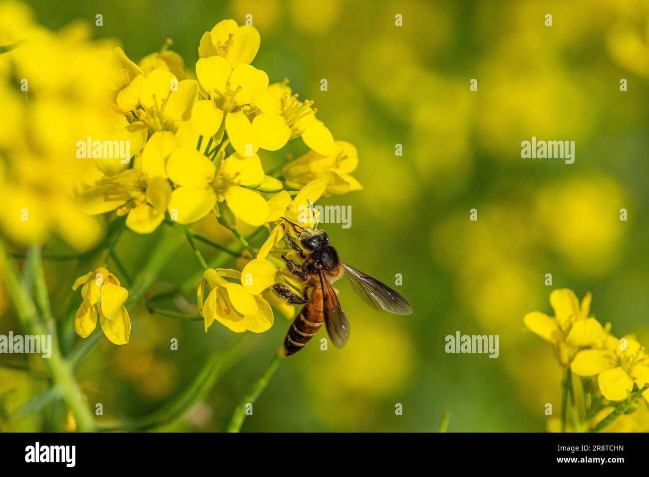 A bee collecting honey from mustard flower at Sirajdikhan in Munshiganj ...