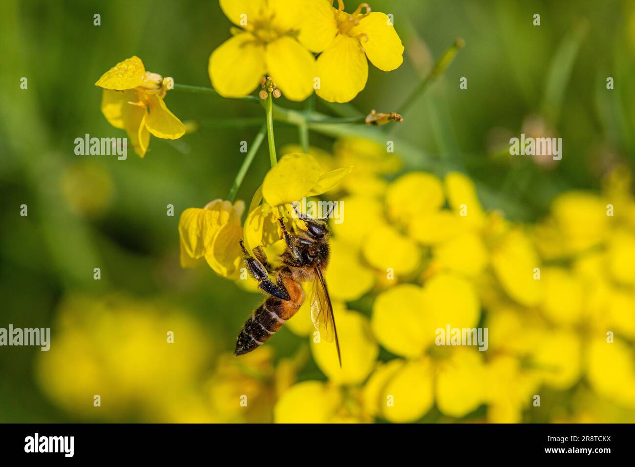 A bee collecting honey from mustard flower at Sirajdikhan in Munshiganj ...