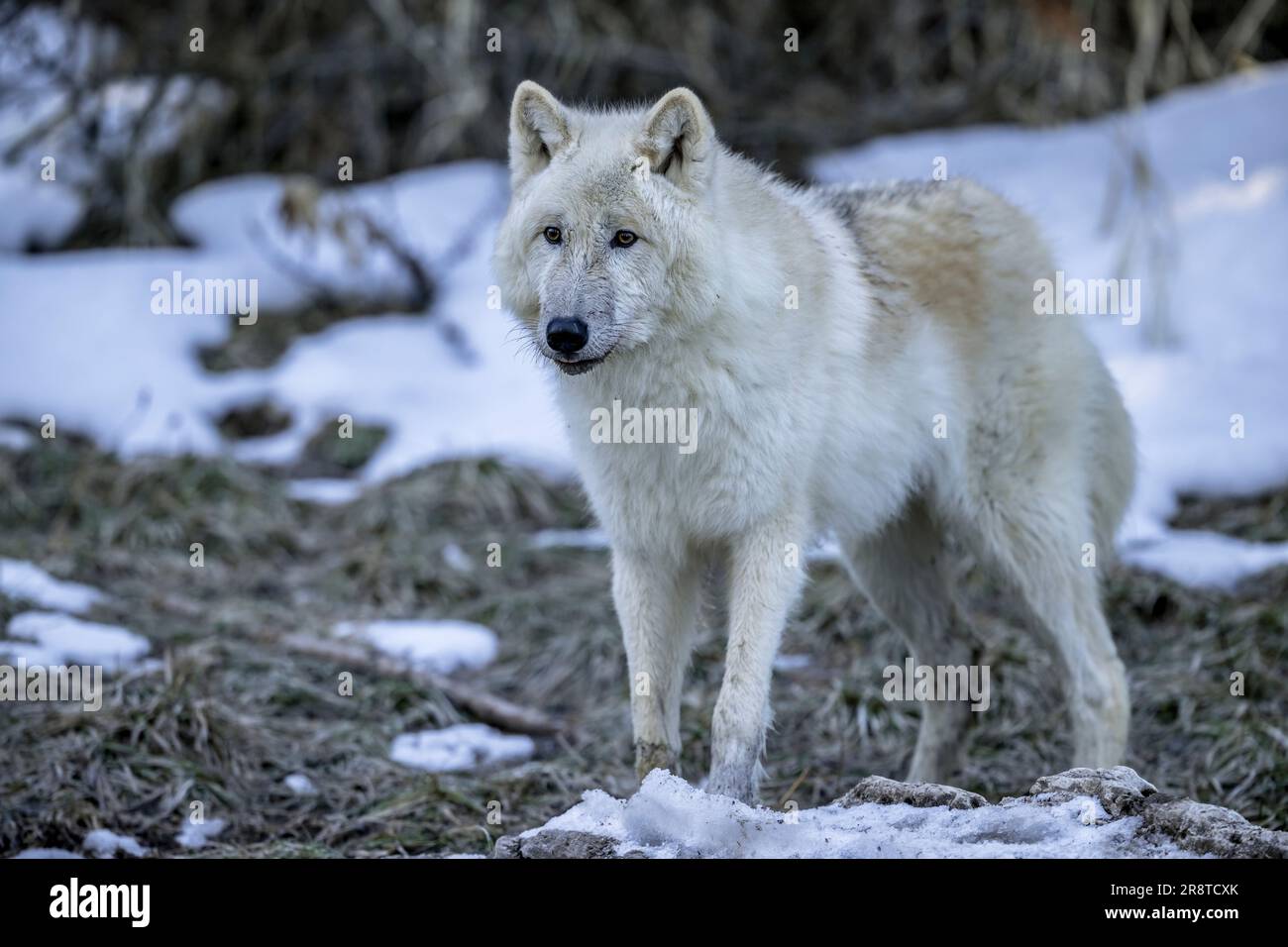 A majestic white wolf stands atop a blanket of snow in a vast landscape ...