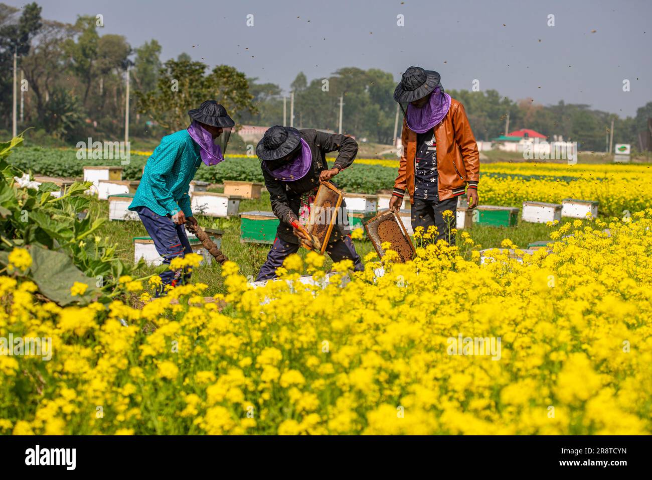 Farmers working at a honey bee farm on a mustard field at Sirajdikhan ...
