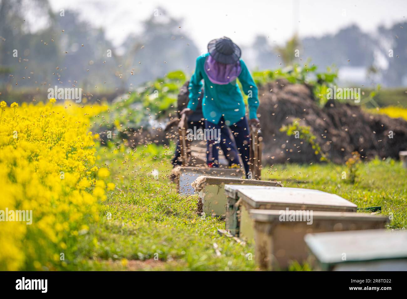 Farmers working at a honey bee farm on a mustard field at Sirajdikhan ...