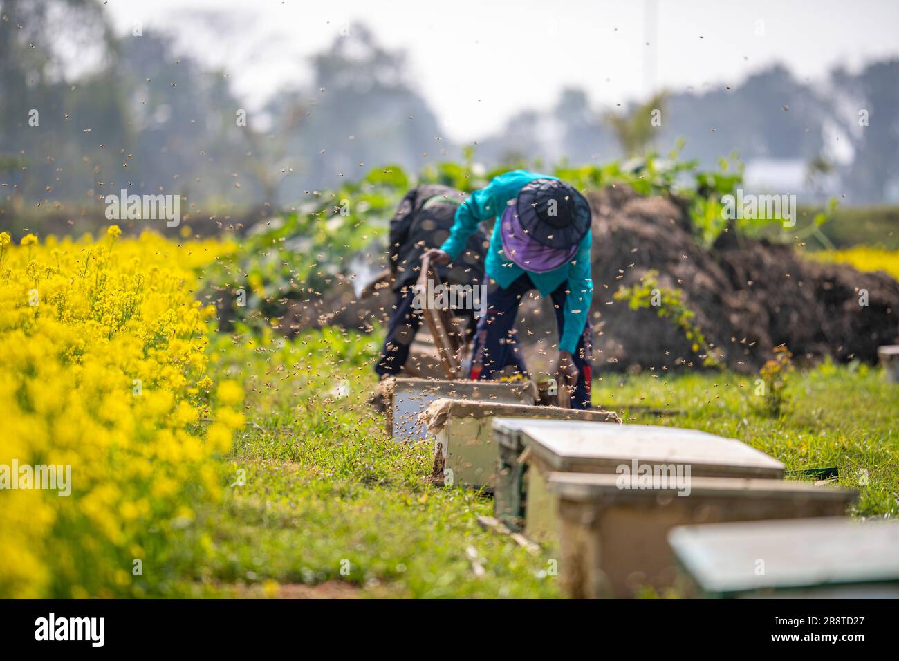 Farmers working at a honey bee farm on a mustard field at Sirajdikhan ...