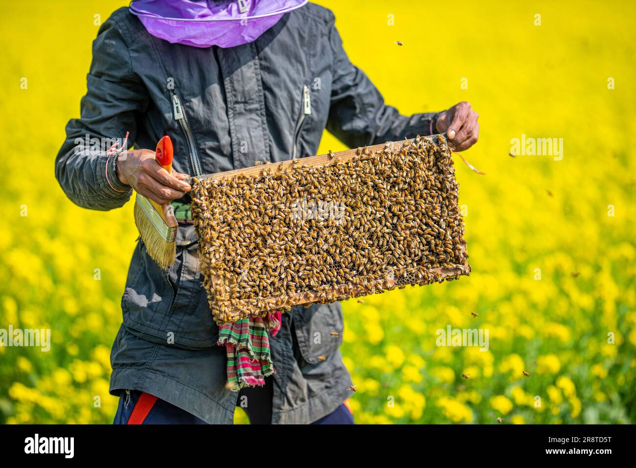A farmer working at a honey bee farm on a mustard field at Sirajdikhan ...