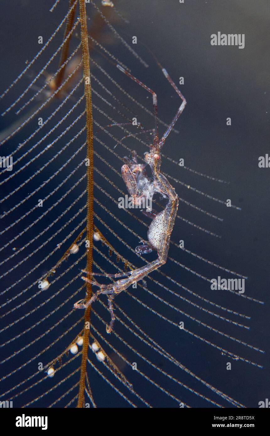 Red striped shrimp hi-res stock photography and images - Alamy