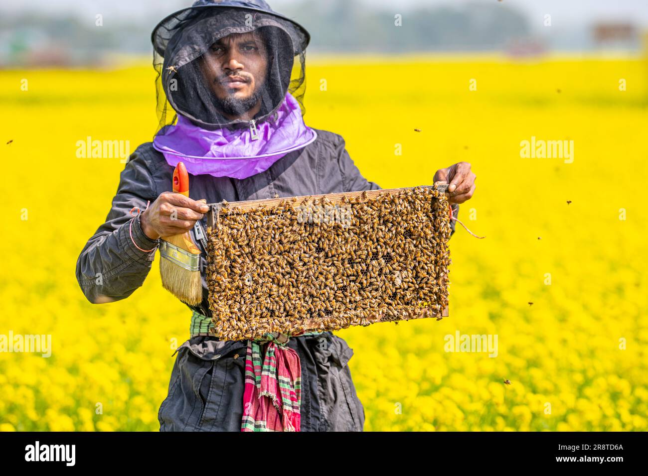 A farmer working at a honey bee farm on a mustard field at Sirajdikhan ...