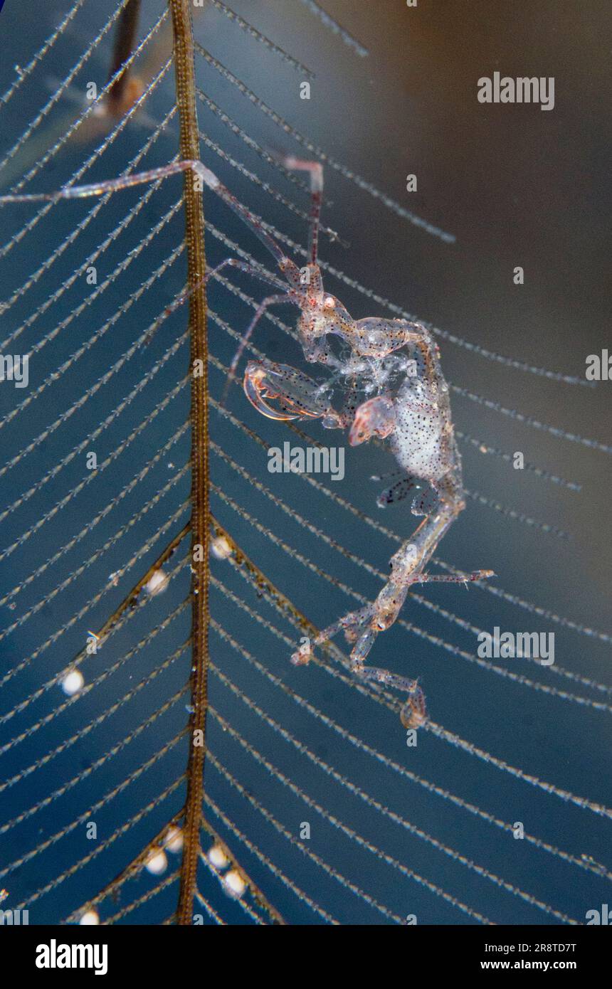 Striped hydroid shrimp hi-res stock photography and images - Alamy