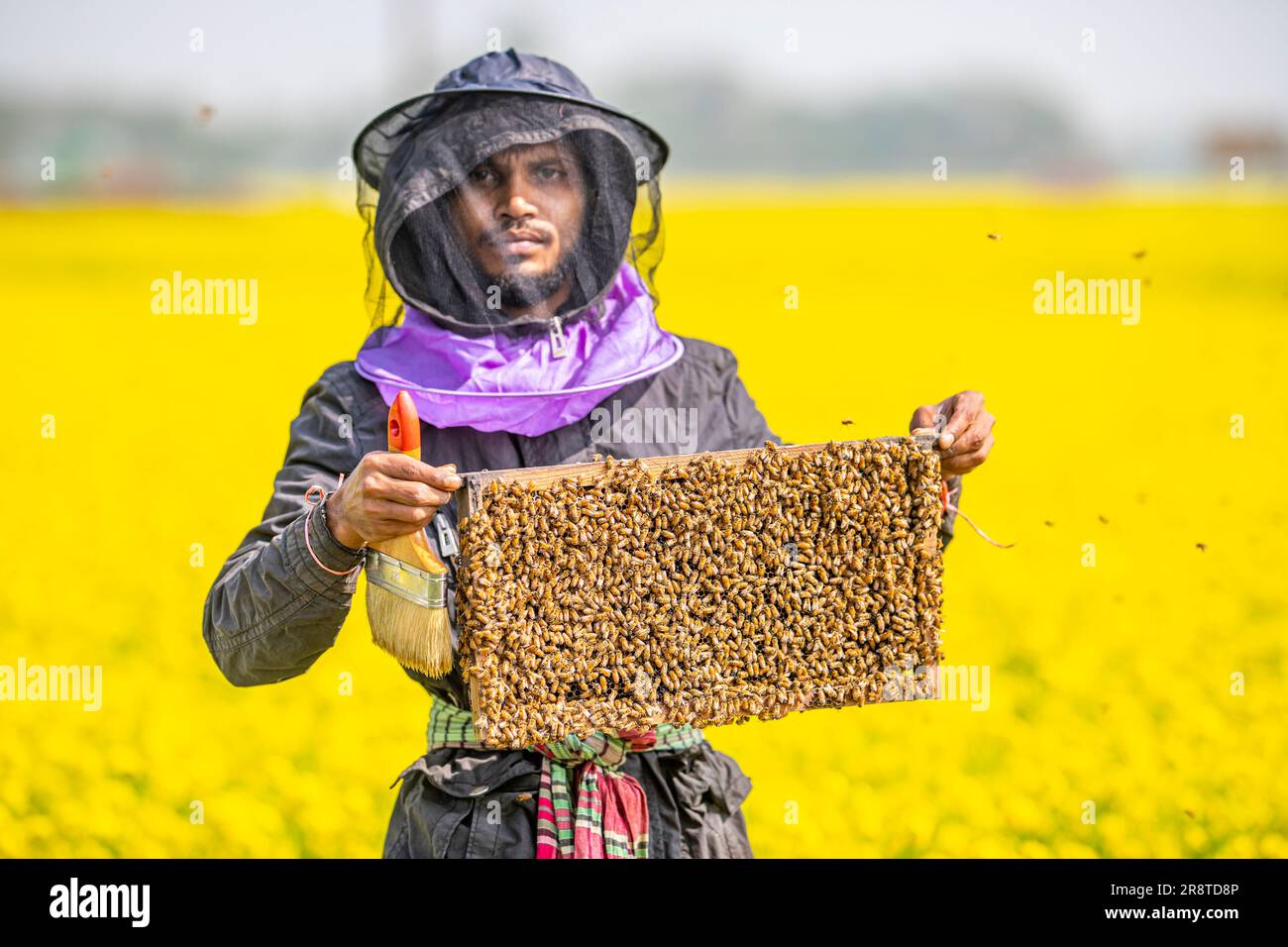 A farmer working at a honey bee farm on a mustard field at Sirajdikhan in Munshiganj, Bangladesh ...