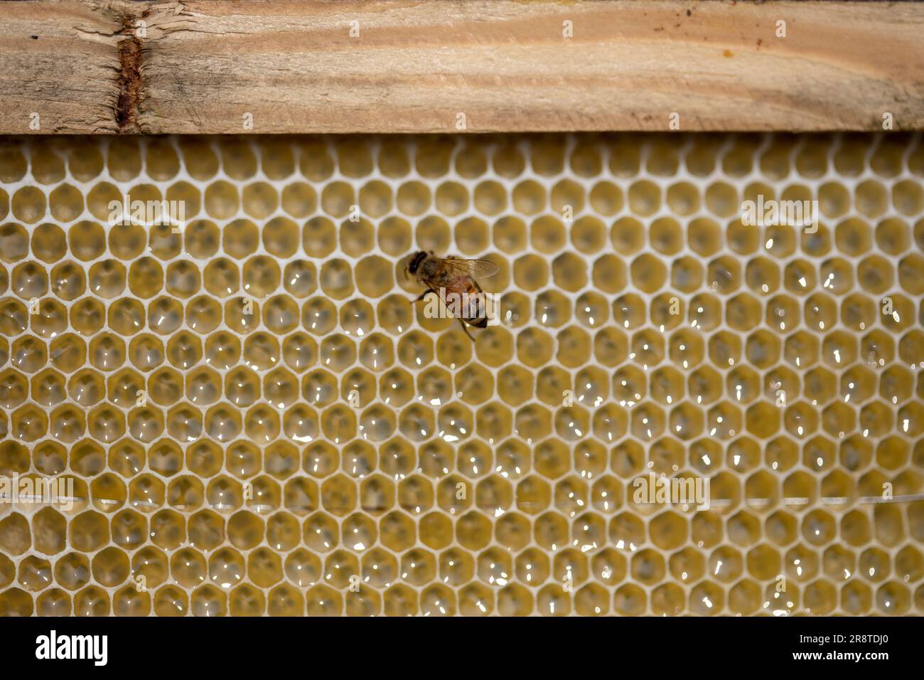 Honeycomb frame hi-res stock photography and images - Alamy