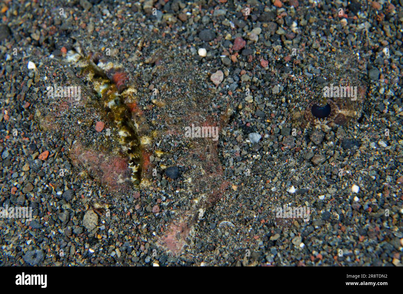 Reef Stonefish, Synanceia verrucosa, buried in sand, Pyramids dive site ...