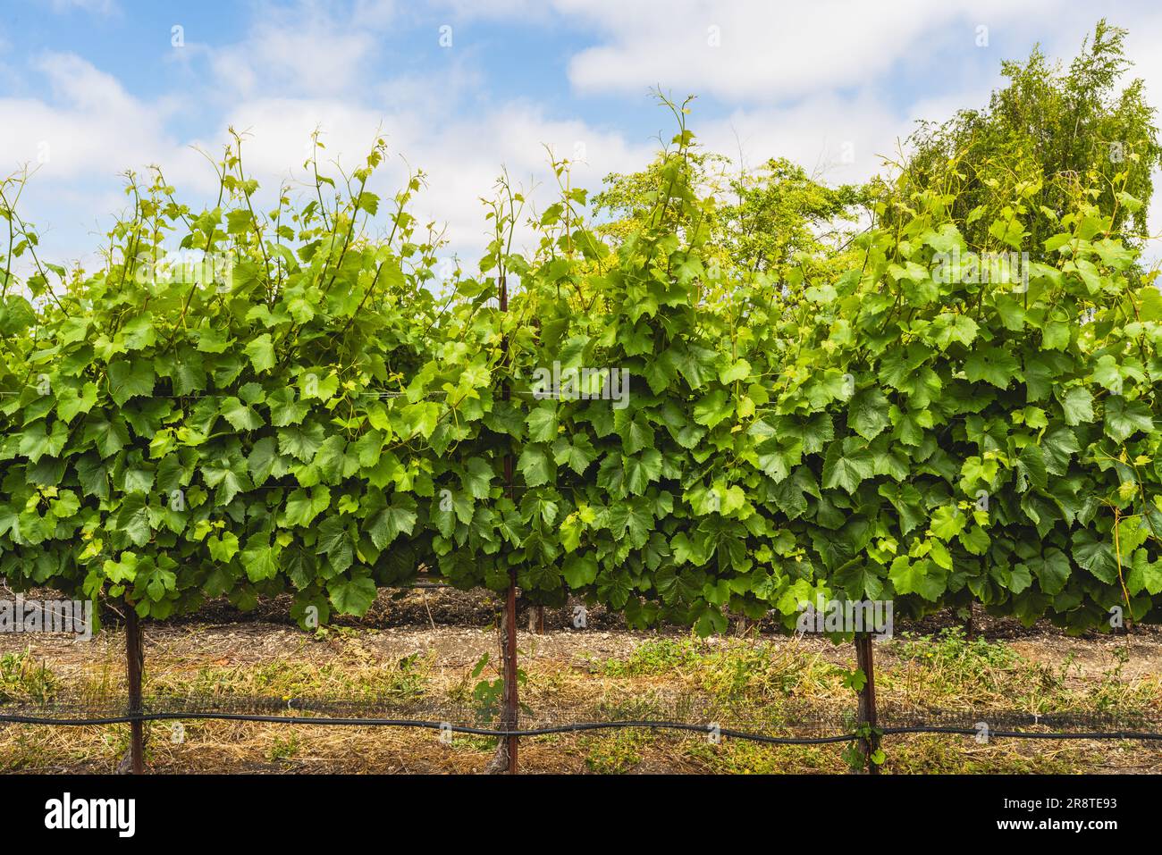 California vineyards. Vineyard landscape Edna valley, mountains and ...