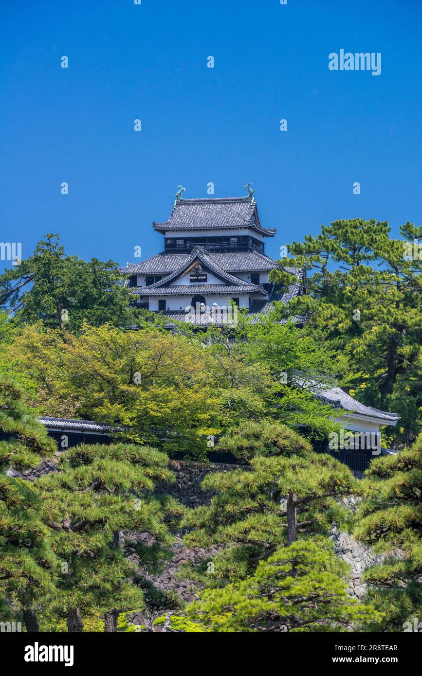 Matsue Castle in the clear sky Stock Photo - Alamy