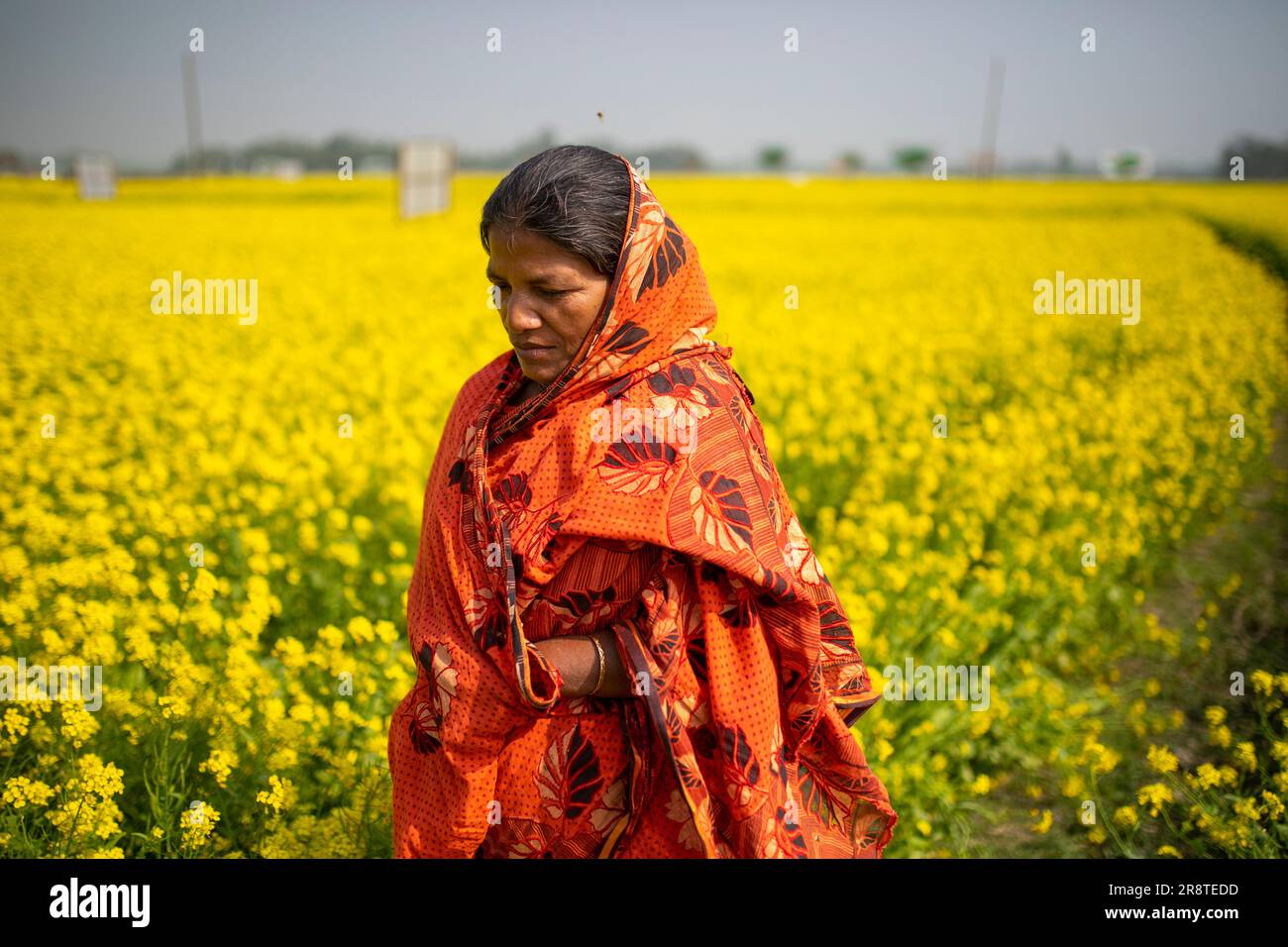 A rural woman walks through the mustard field. Jessore, Bangladesh ...