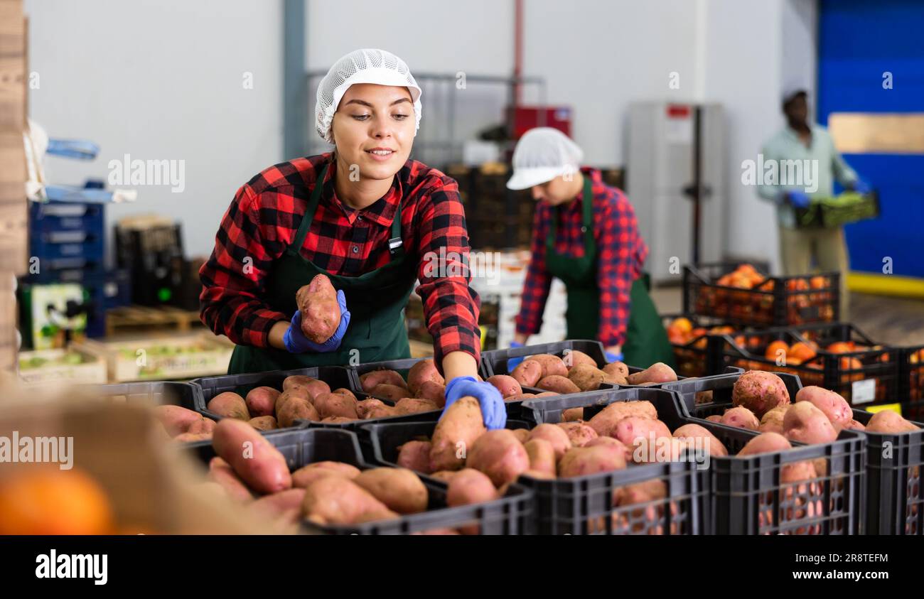 Woman distributes potatoes into boxes in a warehouse of vegetable ...