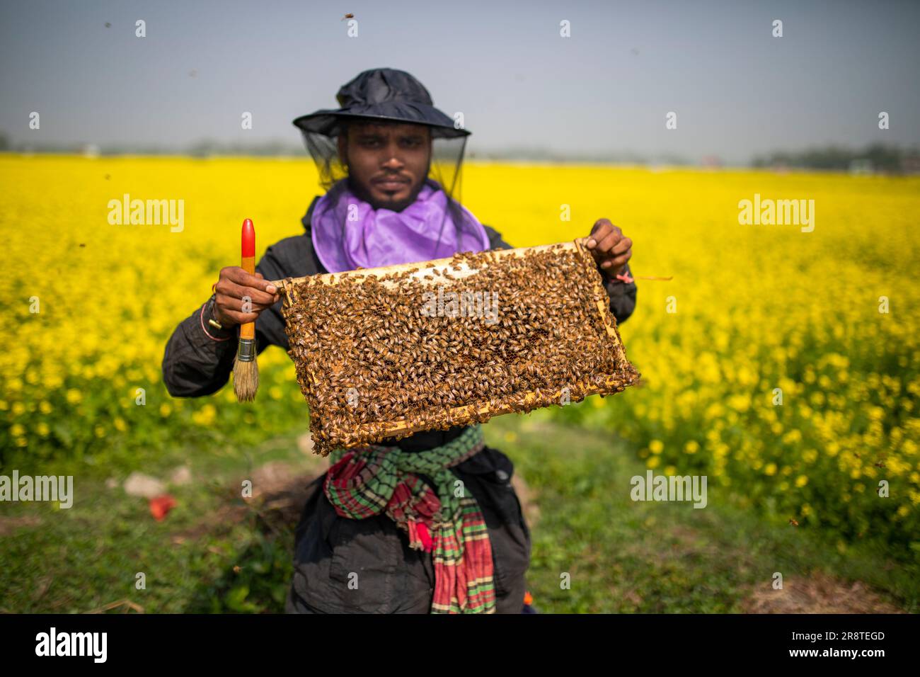 A farmer working at a honey bee farm on a mustard field at Sirajdikhan ...