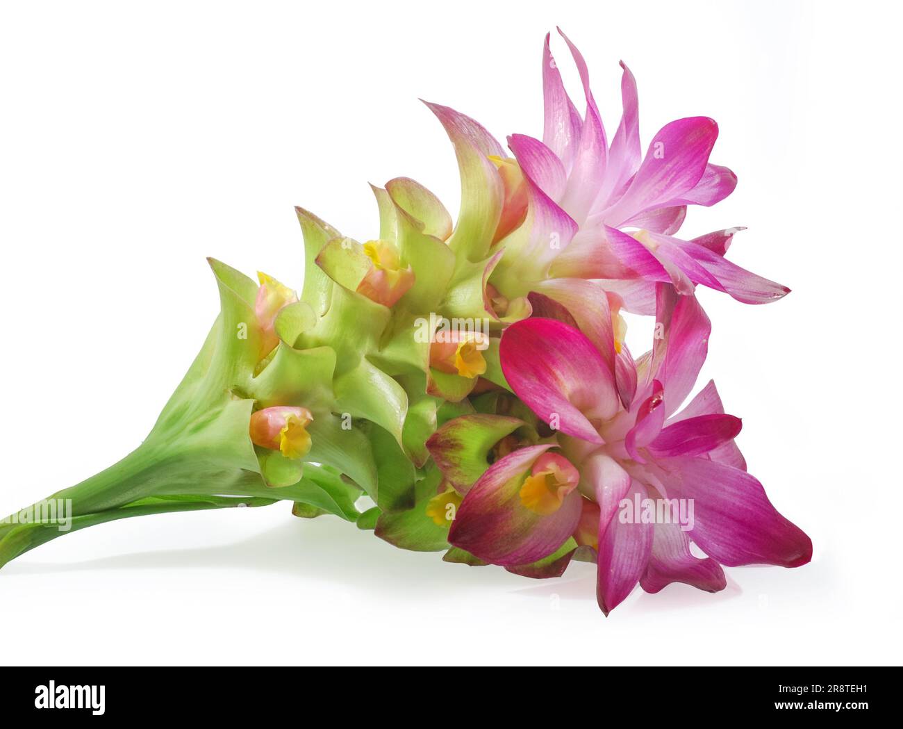 Tulip flower black white Cut Out Stock Images & Pictures - Alamy