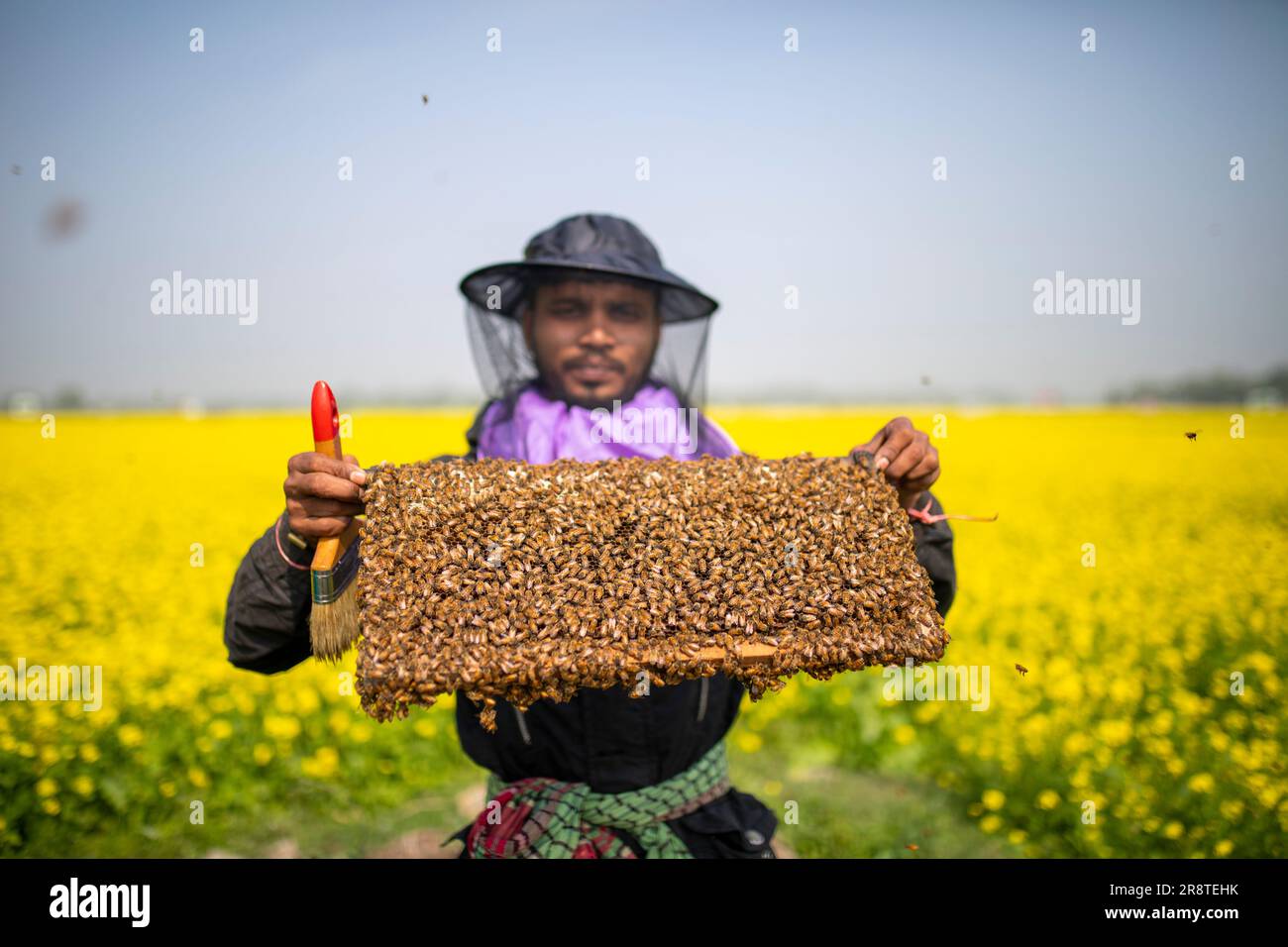 A farmer working at a honey bee farm on a mustard field at Sirajdikhan ...