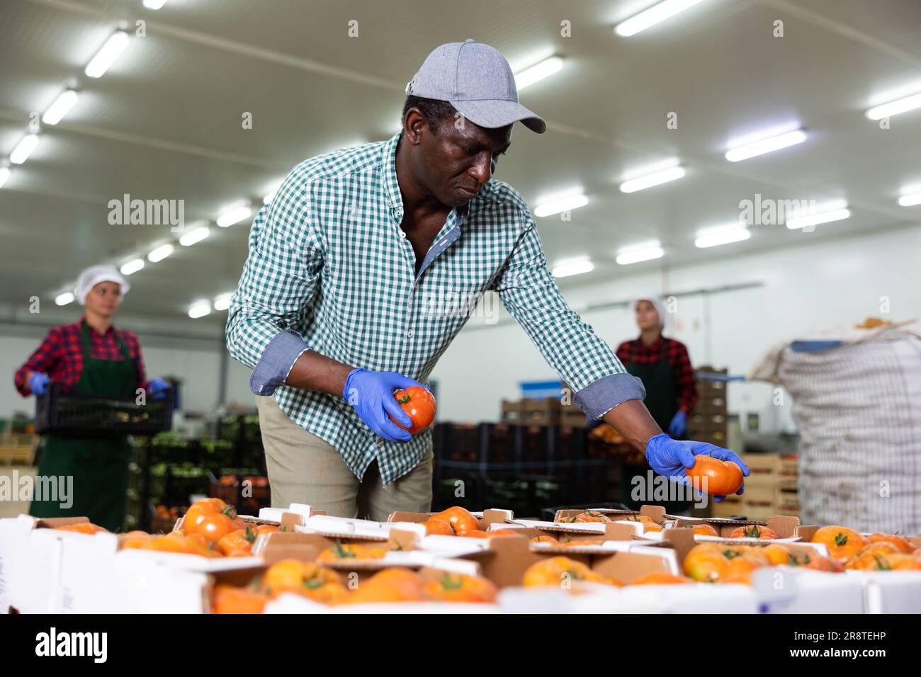Warehouse worker sorting tomatoes and stacking them in boxes in ...