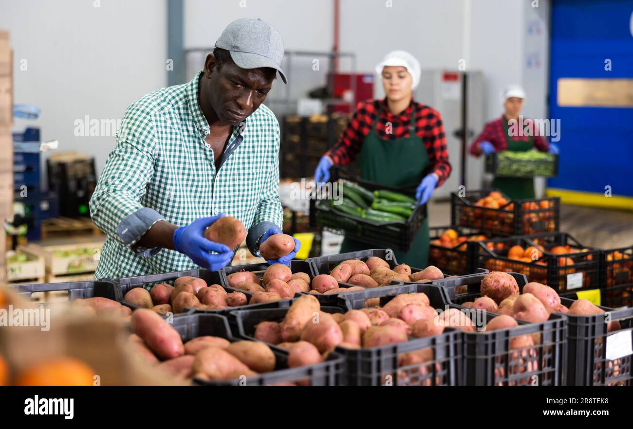 Hired food warehouse worker checks quality of the harvested potato crop ...