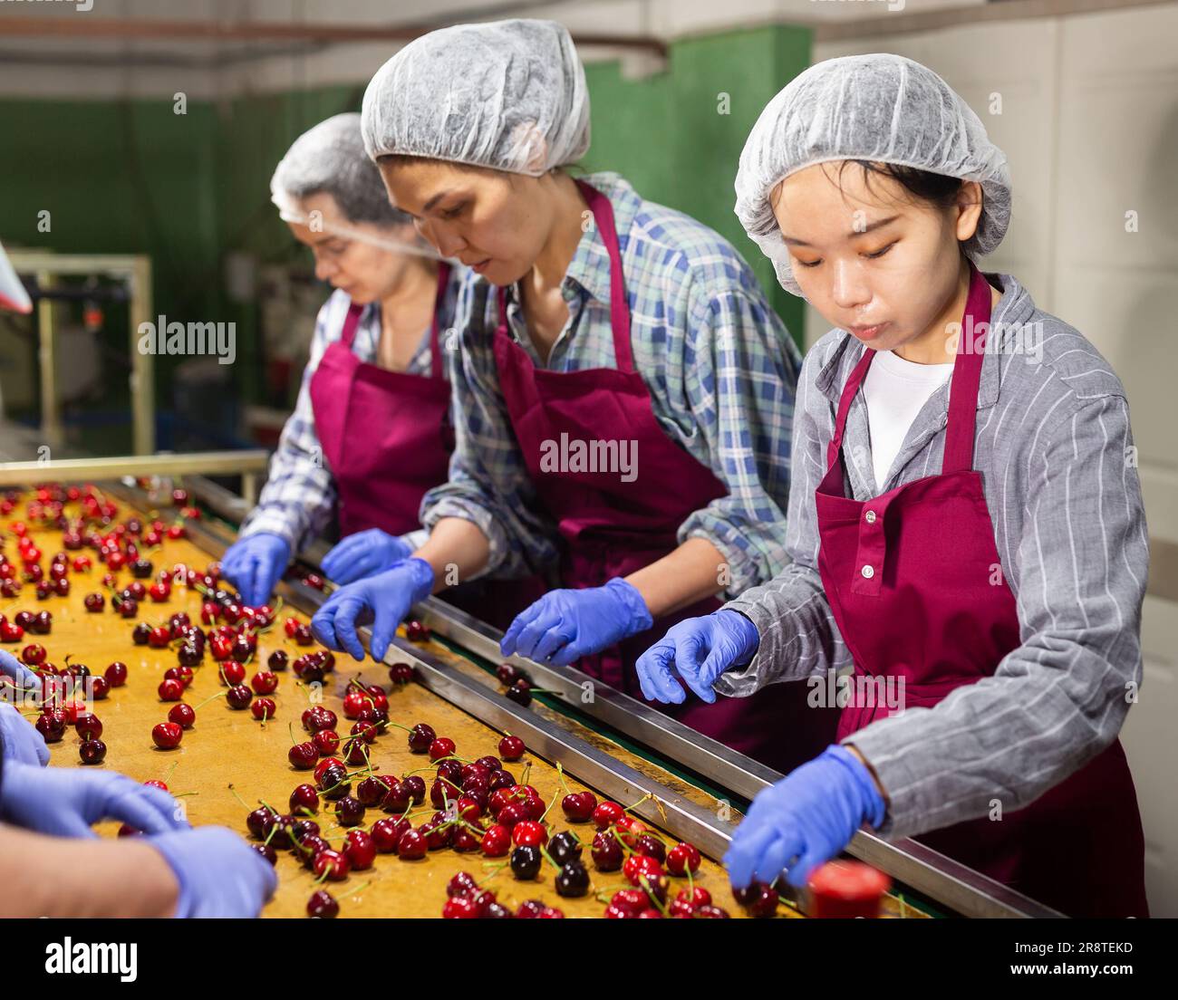 Group of warehouse workers sorting ripe cherry in fruit warehouse Stock ...