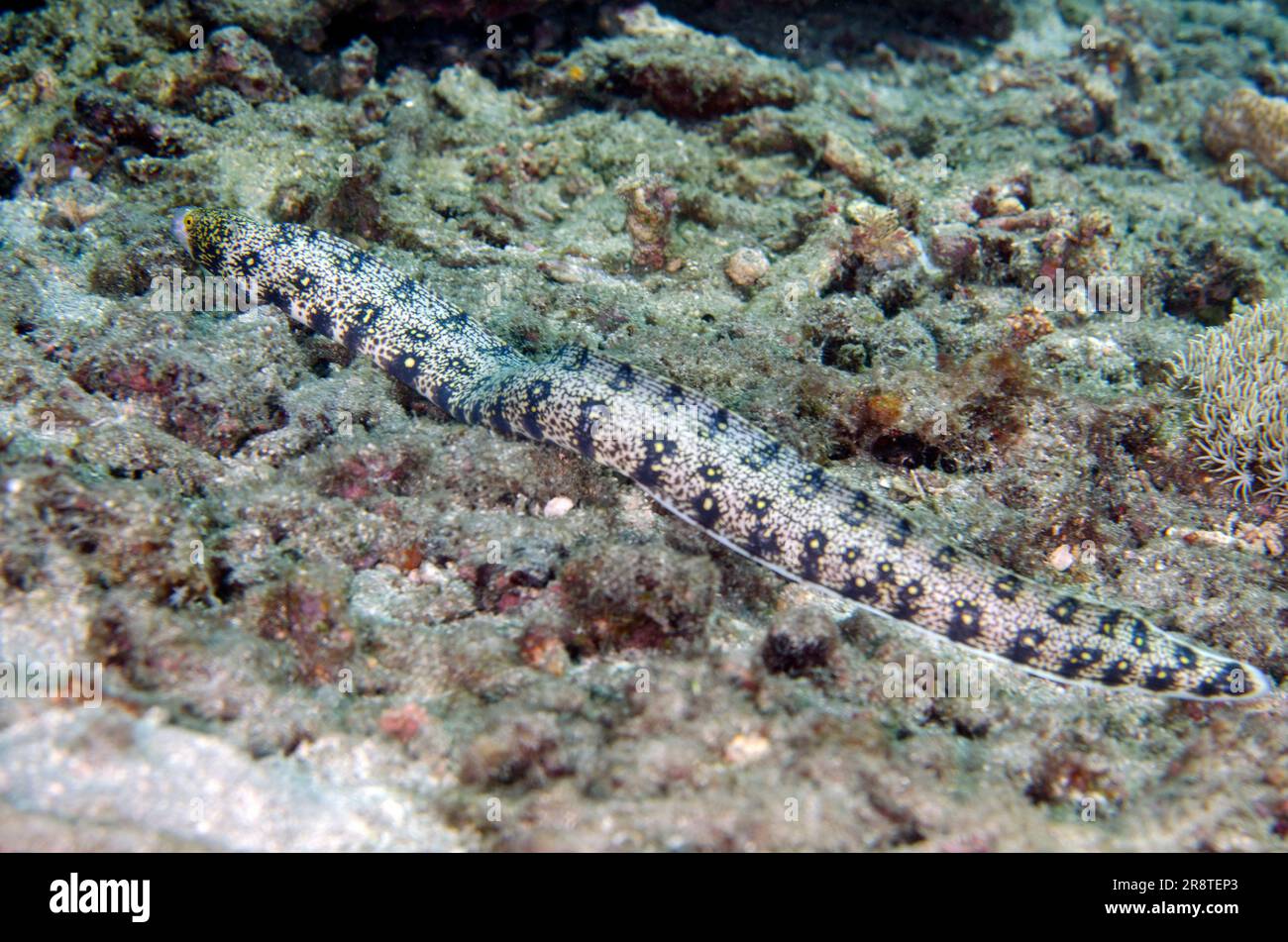 Free-swimming Snowflake Moray Eel, Echidna nebulosa, Jepun dive site ...