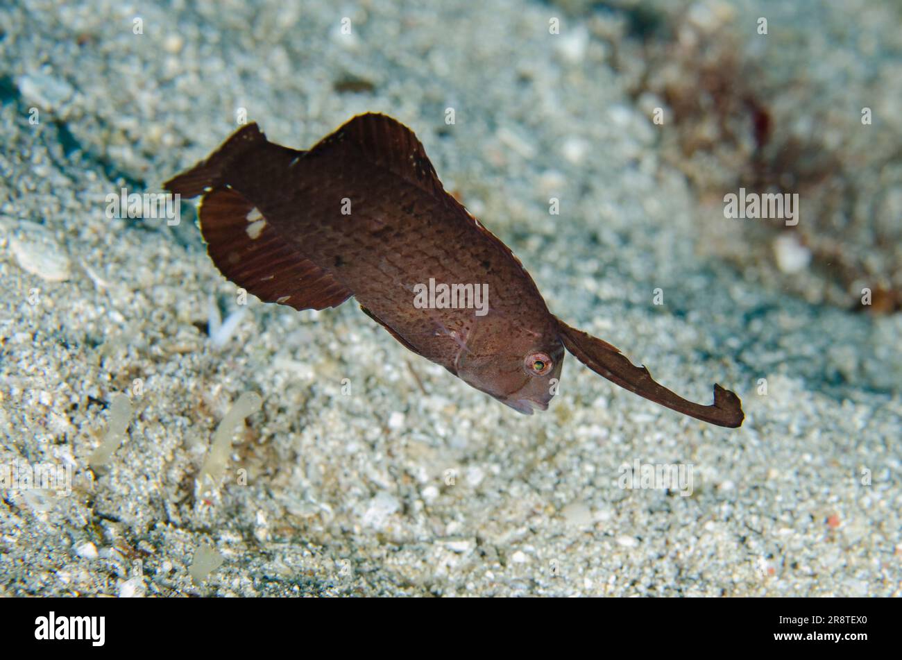 Juvenile Peacock Razorfish, Iniistius pavo, with erect dorsal spine ...