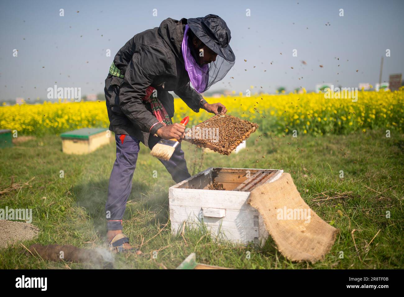 A farmer working at a honey bee farm on a mustard field at Sirajdikhan ...