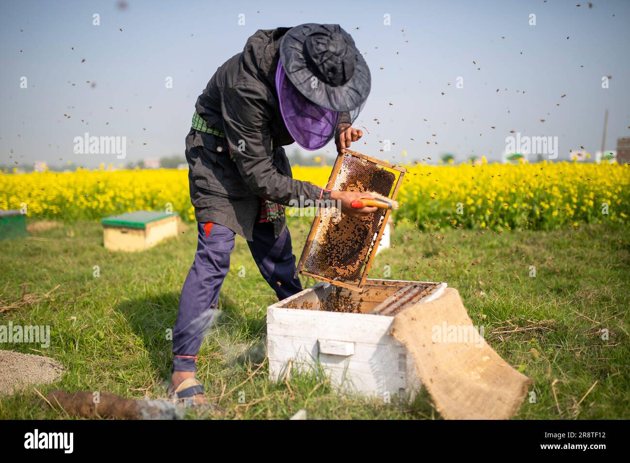 A farmer working at a honey bee farm on a mustard field at Sirajdikhan ...